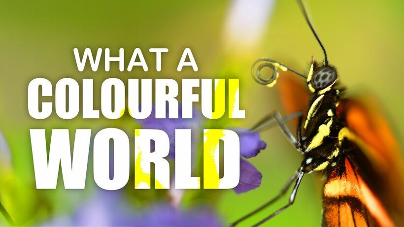 WHAT A COLOURFUL WORLD
