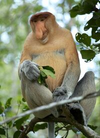 BORNEO – EARTH’S ANCIENT ISLE