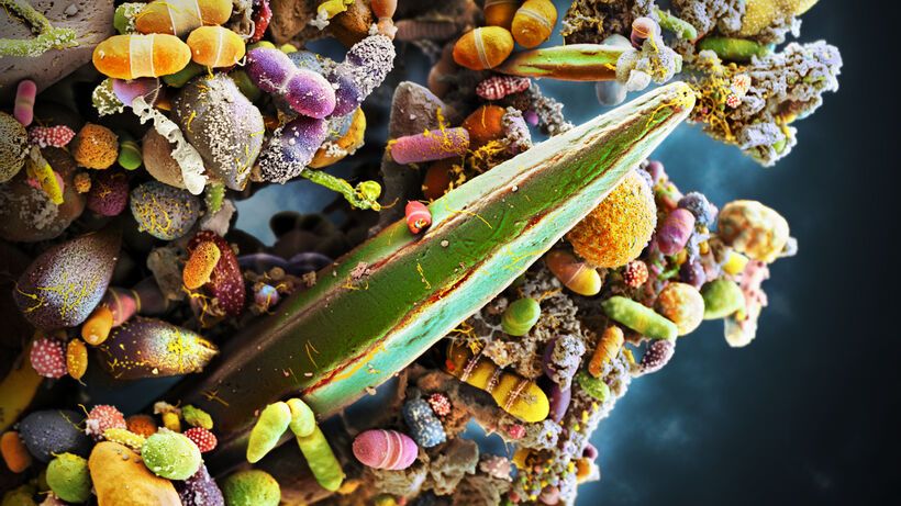 Bacteria: Friend or Foe?