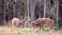 THE SECRET LIFE OF DEER